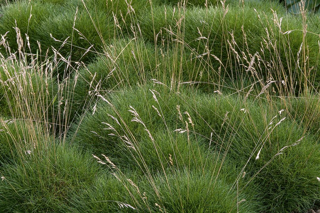 Festuca scoparia – Bärenfellgras – Baumschule Schipke