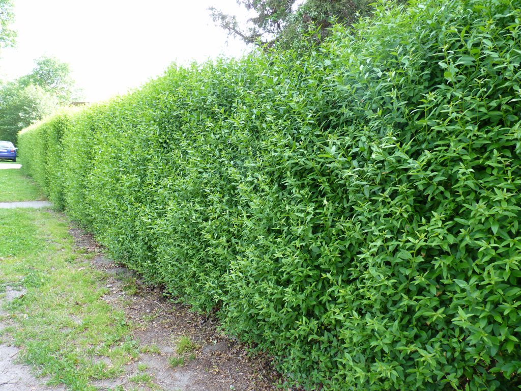 Ligustrum vulgare ‚Atrovirens‘ – Gewöhnlicher Liguster – Baumschule Schipke