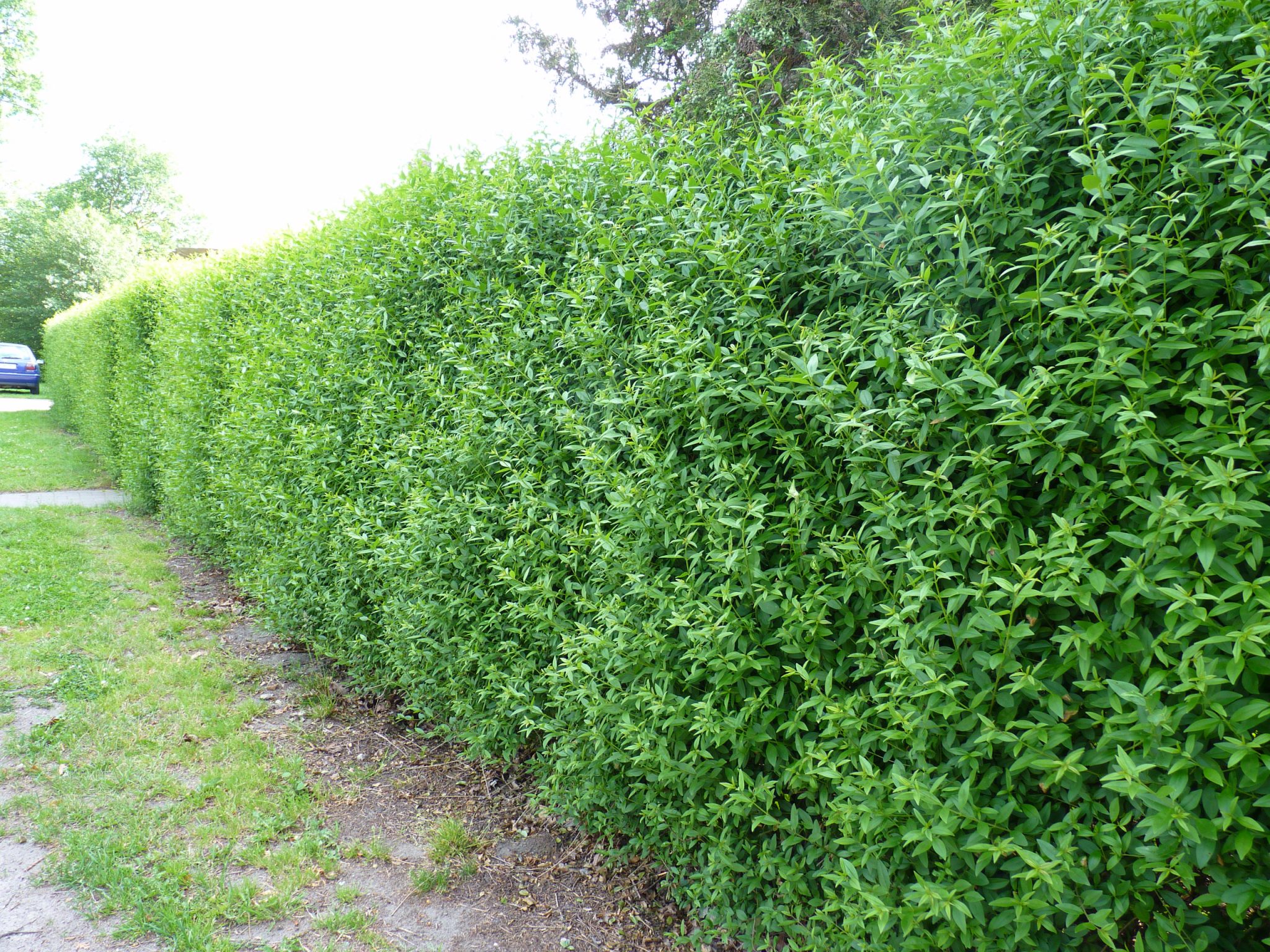Ligustrum vulgare ‚Atrovirens‘ – Gewöhnlicher Liguster – Baumschule Schipke